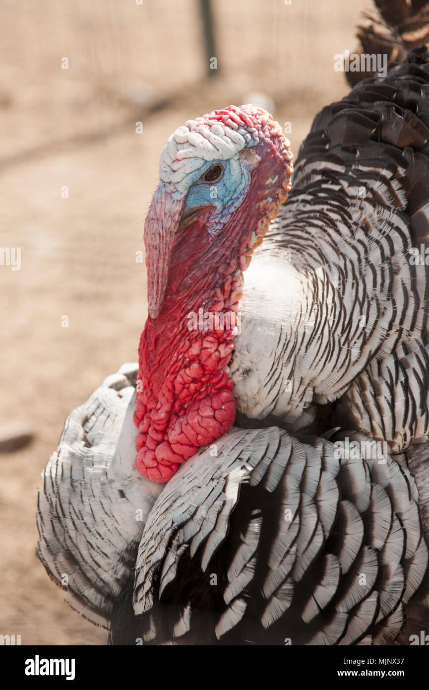 Turkey snood hi-res stock photography and images - Alamy
