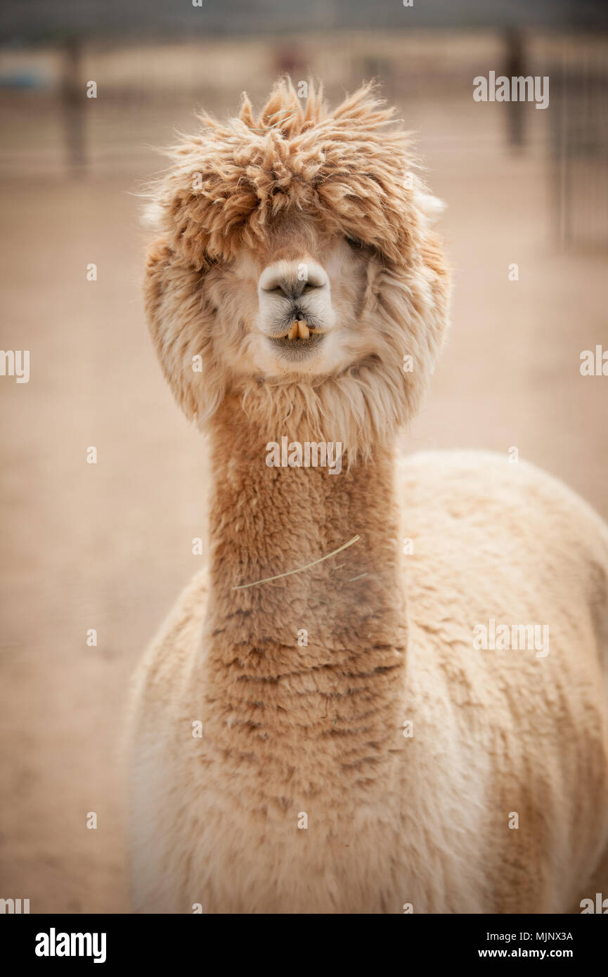 Alpaca vicugna pacos bad hair hi-res stock photography and images - Alamy