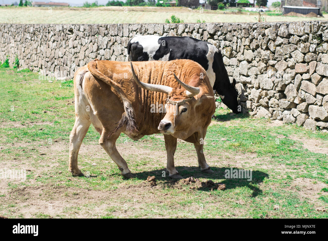 Bife vazio hi-res stock photography and images - Alamy