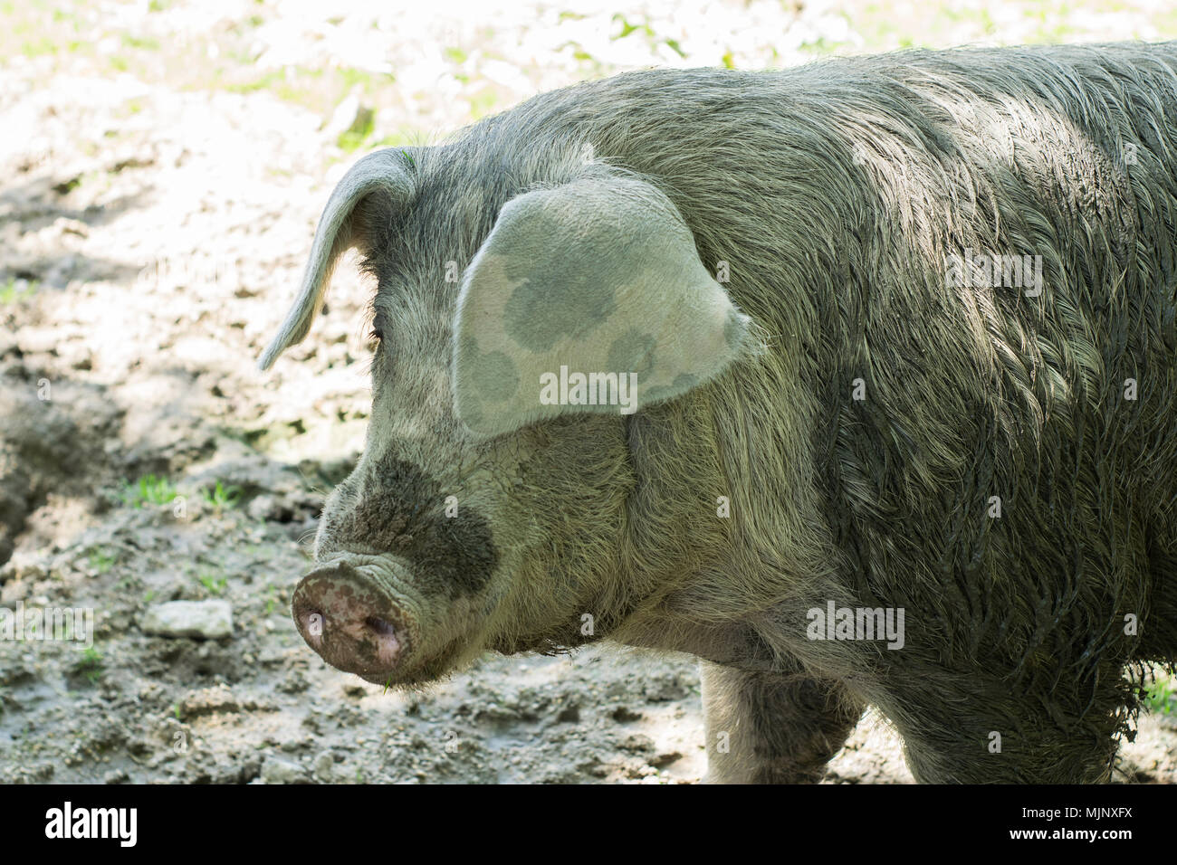 Big pig hi-res stock photography and images - Alamy