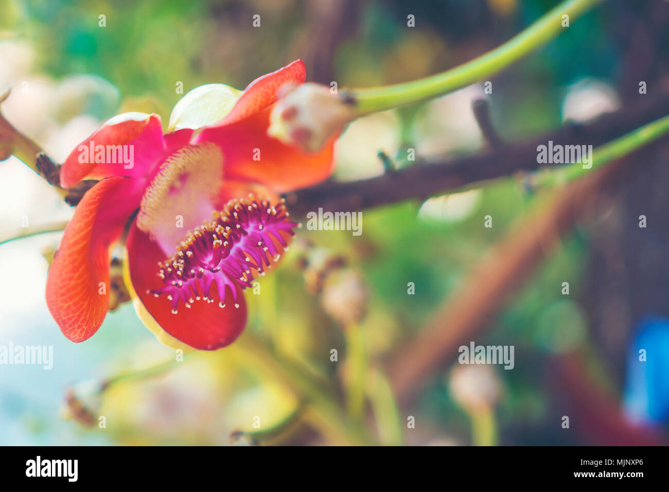 Sal tree hi-res stock photography and images - Alamy