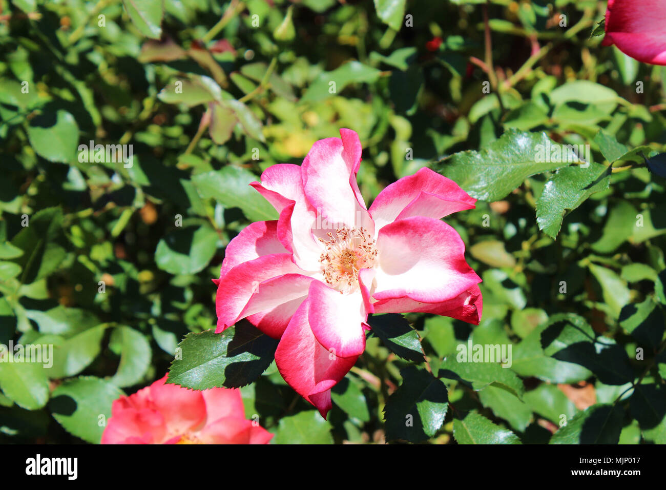 Bicolor rose hi-res stock photography and images - Alamy