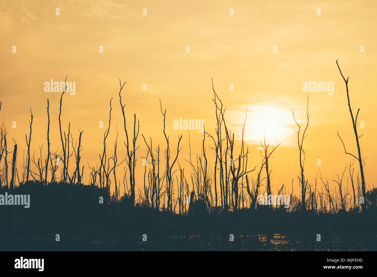 dry tree forest sunset Stock Photo - Alamy