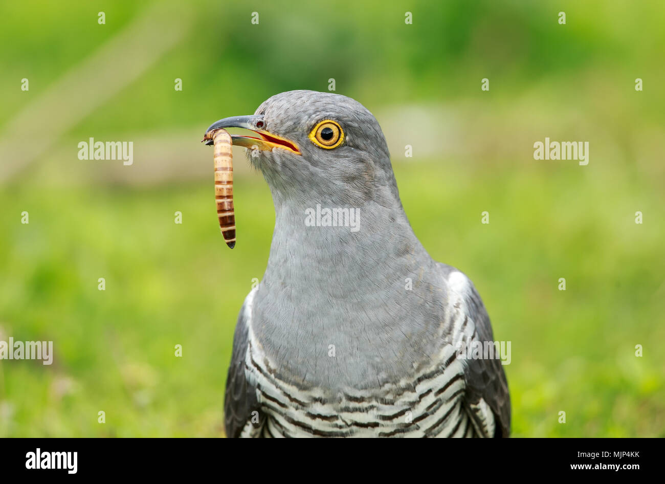 Cuckoo hi-res stock photography and images - Alamy