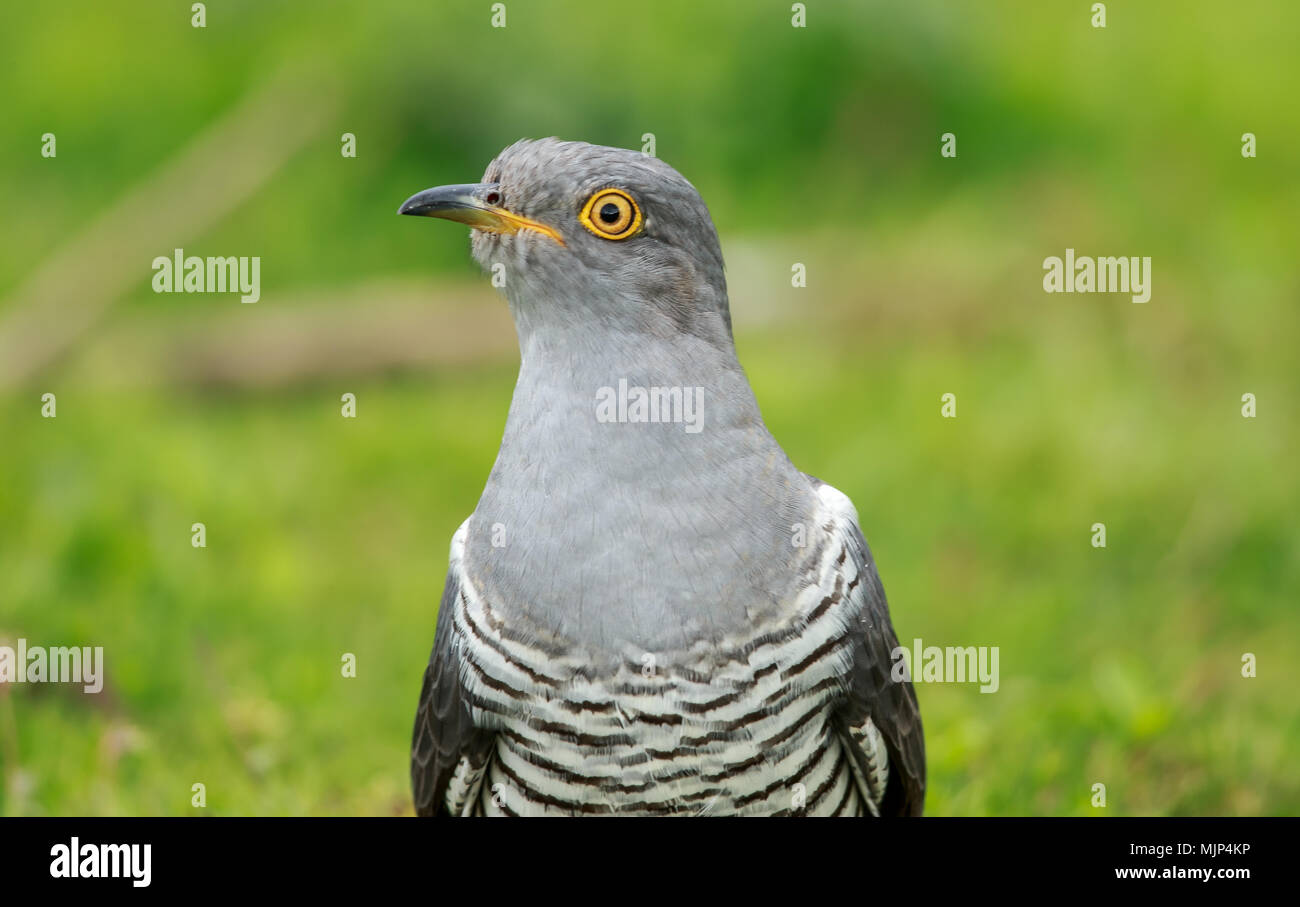 The common cuckoo up close Stock Photo - Alamy