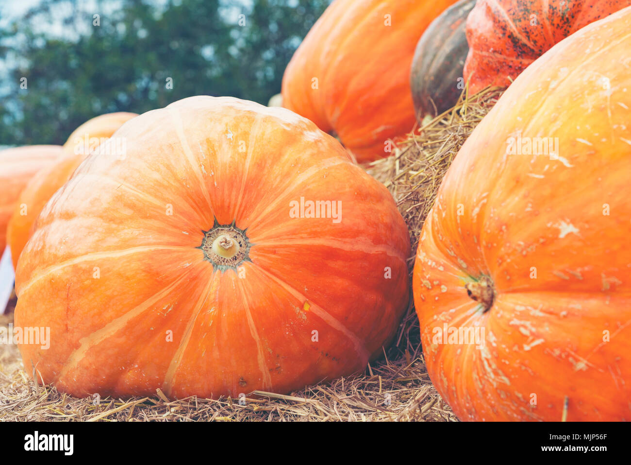 Great harvest of pumpkins on hay Several small of pumpkins on hay near ...