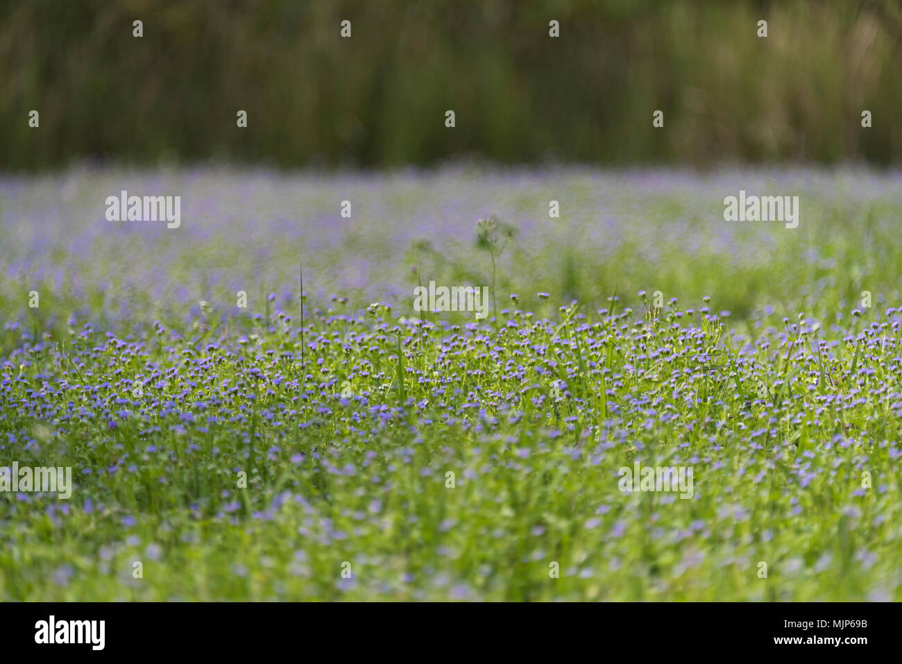 tropical plant and flower in the forest of deep Stock Photo - Alamy