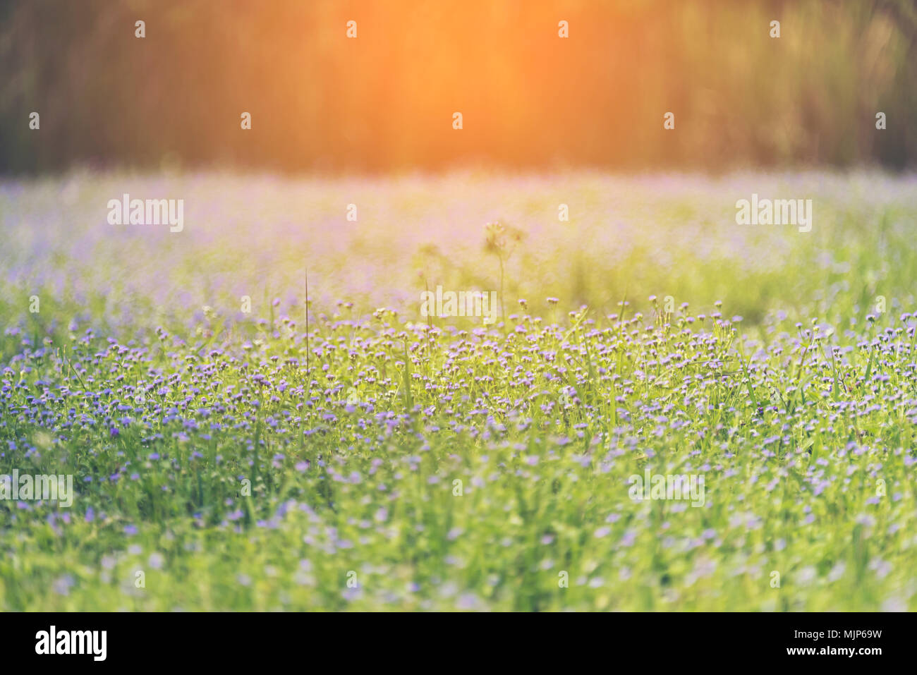 tropical plant and flower in the forest of deep Stock Photo - Alamy