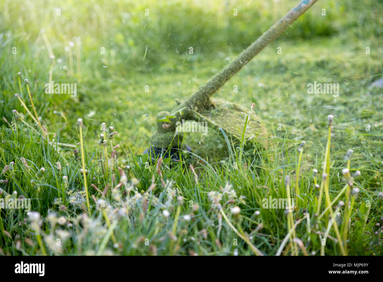 String trimmer mowing big grass, time stopped, particles of grass and ...