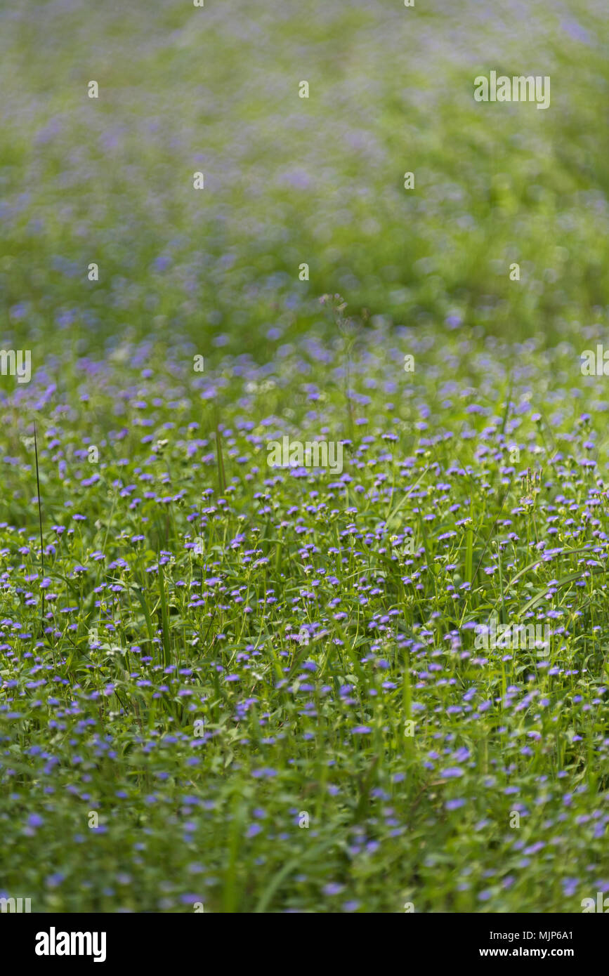 tropical plant and flower in the forest of deep Stock Photo - Alamy