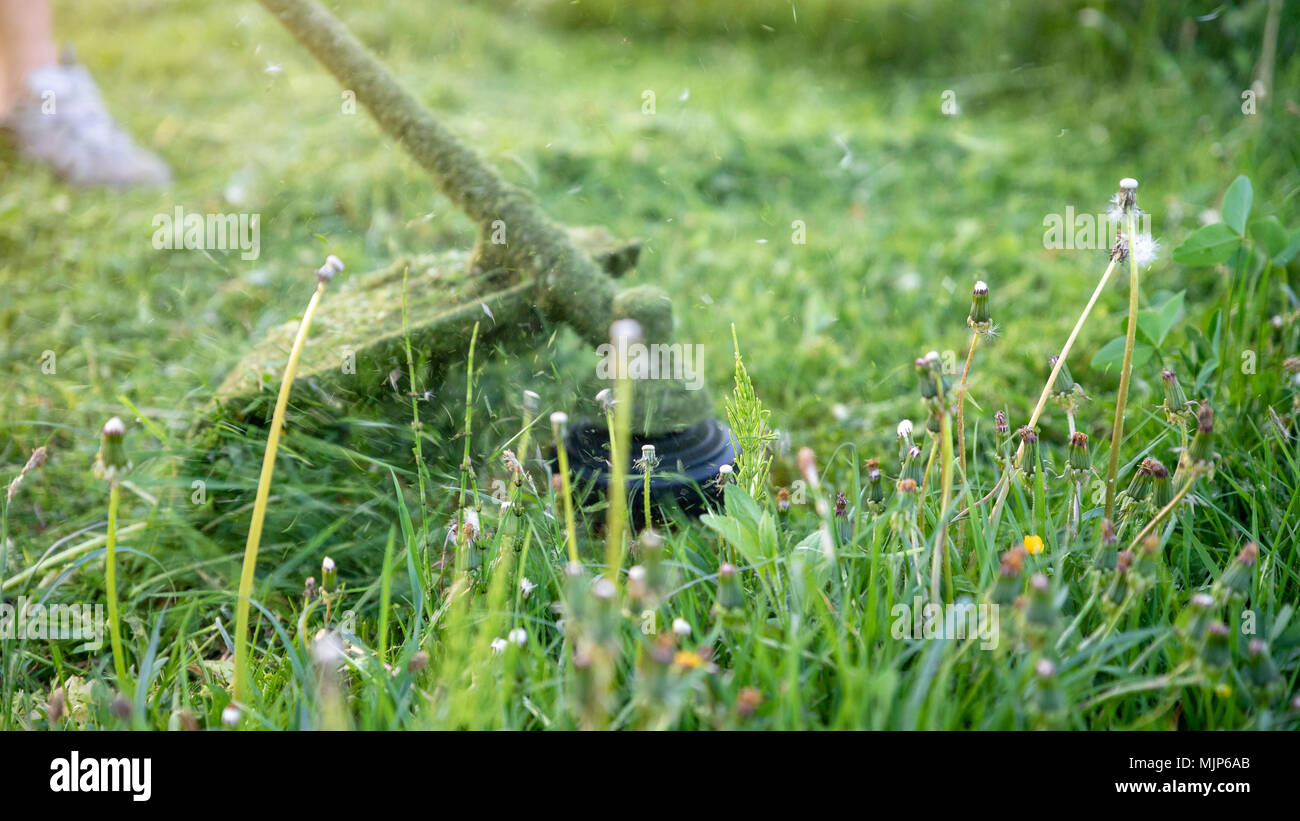 String trimmer mowing big grass, time stopped, particles of grass and ...