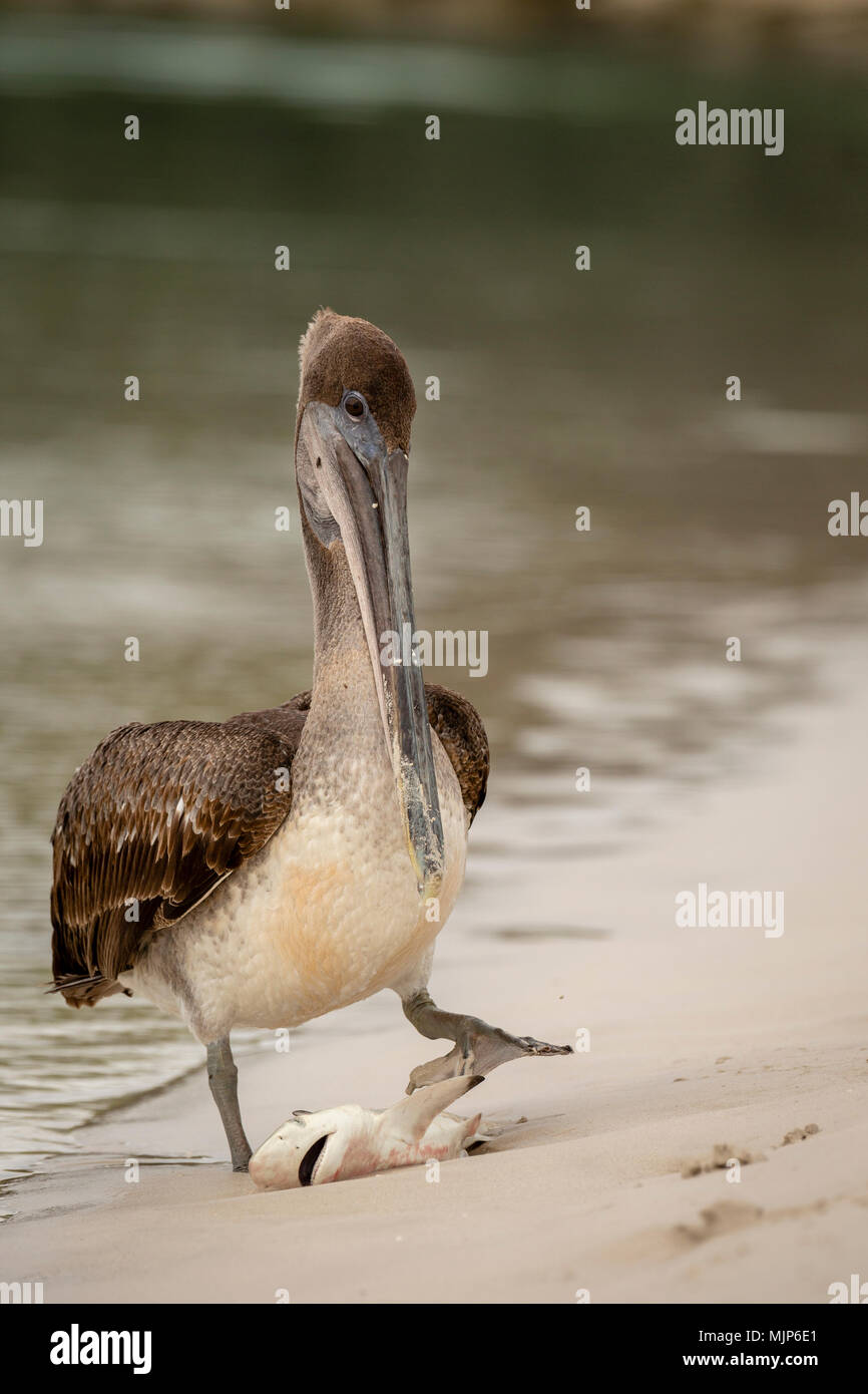 Pelican eating hi-res stock photography and images - Alamy