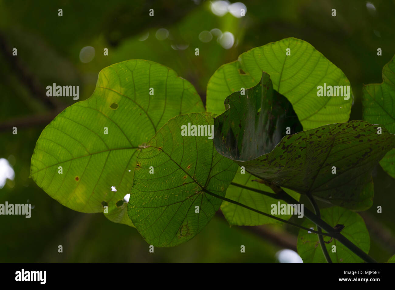 tropical plant and flower in the forest of deep Stock Photo - Alamy