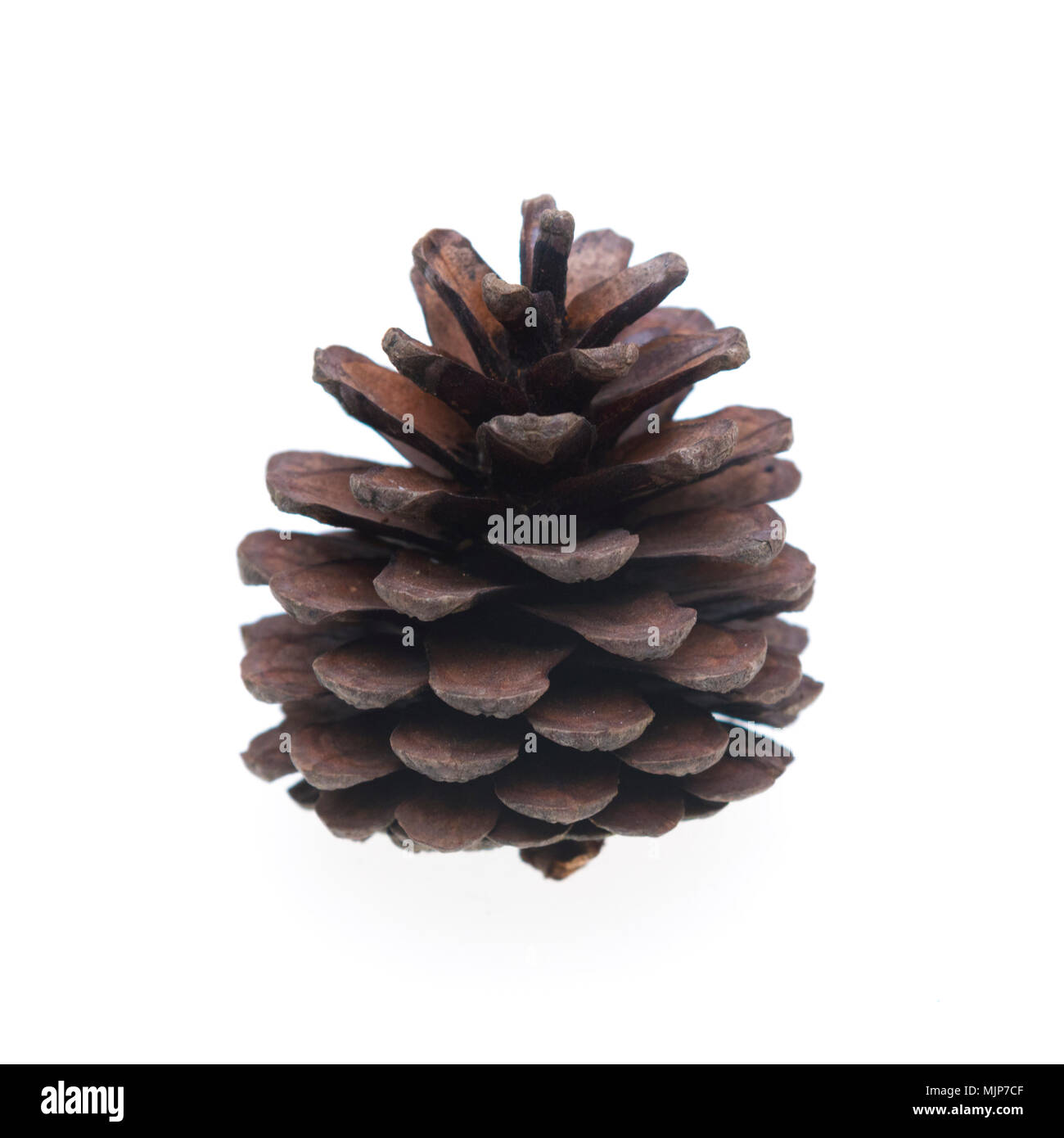 pine cone isolated on white Stock Photo - Alamy