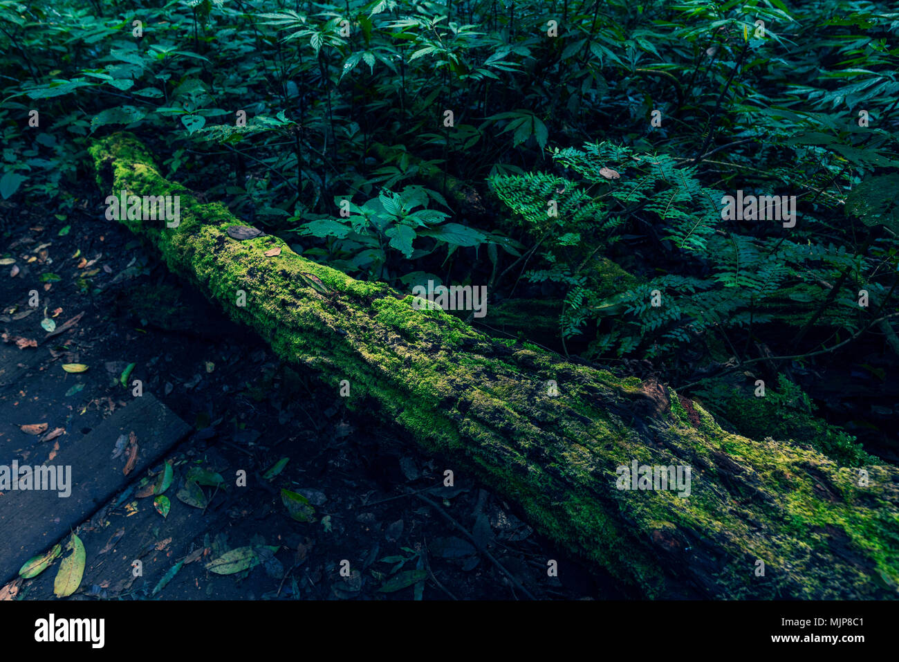 Beautiful rainforest ang ka hi-res stock photography and images - Alamy