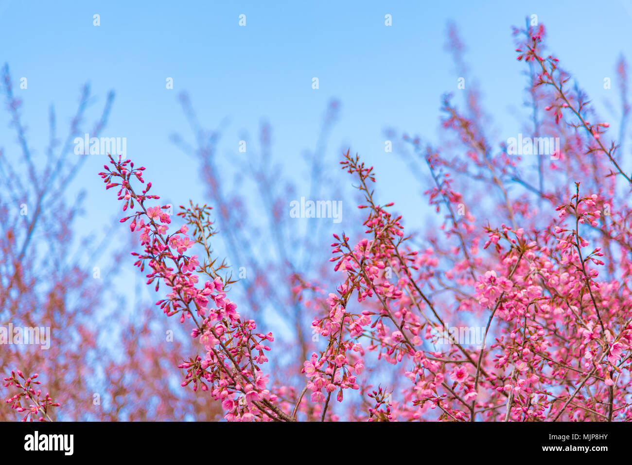 Blossom pink flower tree over nature background, Spring flowers ...
