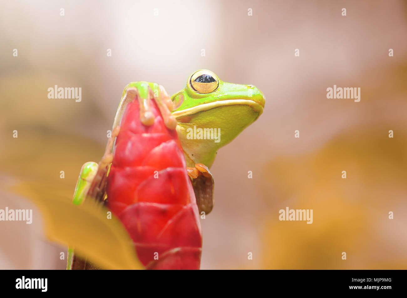 tree frog on the leaves Stock Photo - Alamy