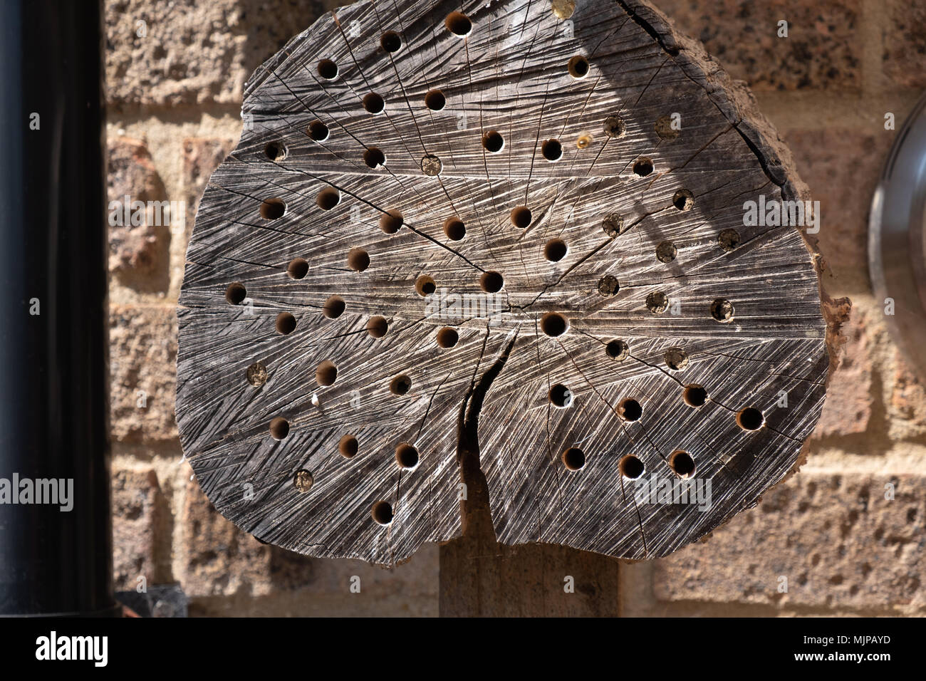 Home for wildlife and insects hi-res stock photography and images - Alamy