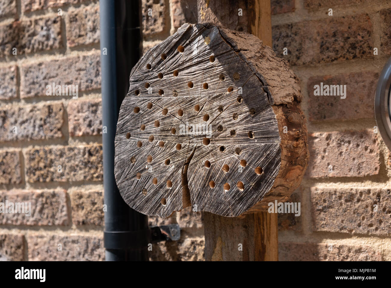 Holes from insects hi-res stock photography and images - Alamy