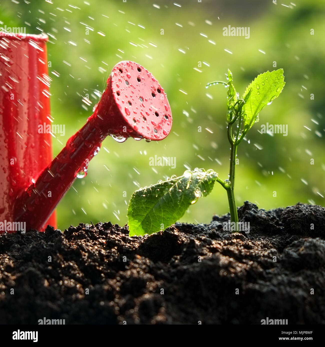 Green sprouts in the rain Stock Photo - Alamy