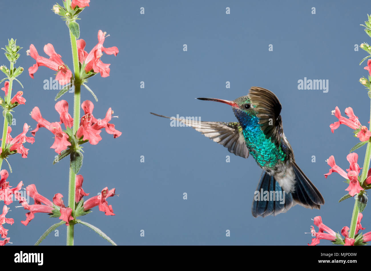 Broadbill hummingbird hi-res stock photography and images - Alamy
