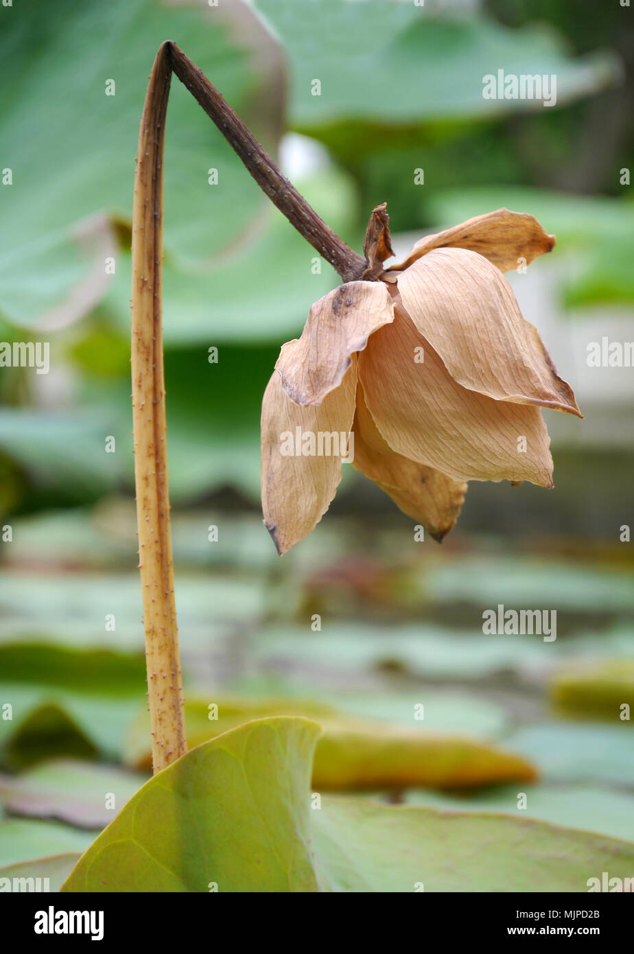 Faded lotus flower nelumbo nucifera hi-res stock photography and images ...