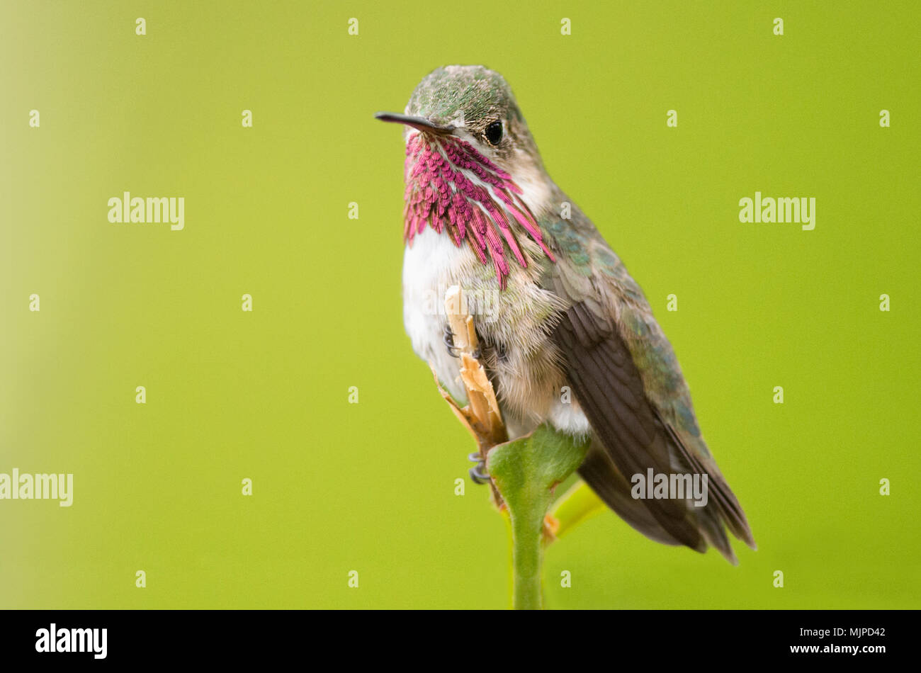 Calliope hummingbirds hi-res stock photography and images - Alamy