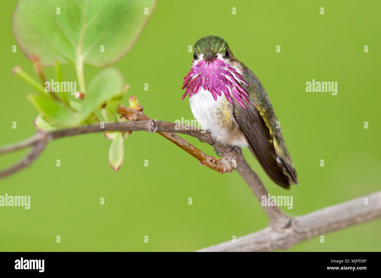 Hummingbird, Calliope, Male, British Columbia, Canada Stock Photo - Alamy