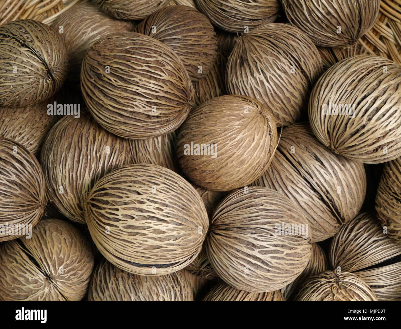 Othalanga - Suicide tree, Pong pong seed Stock Photo - Alamy