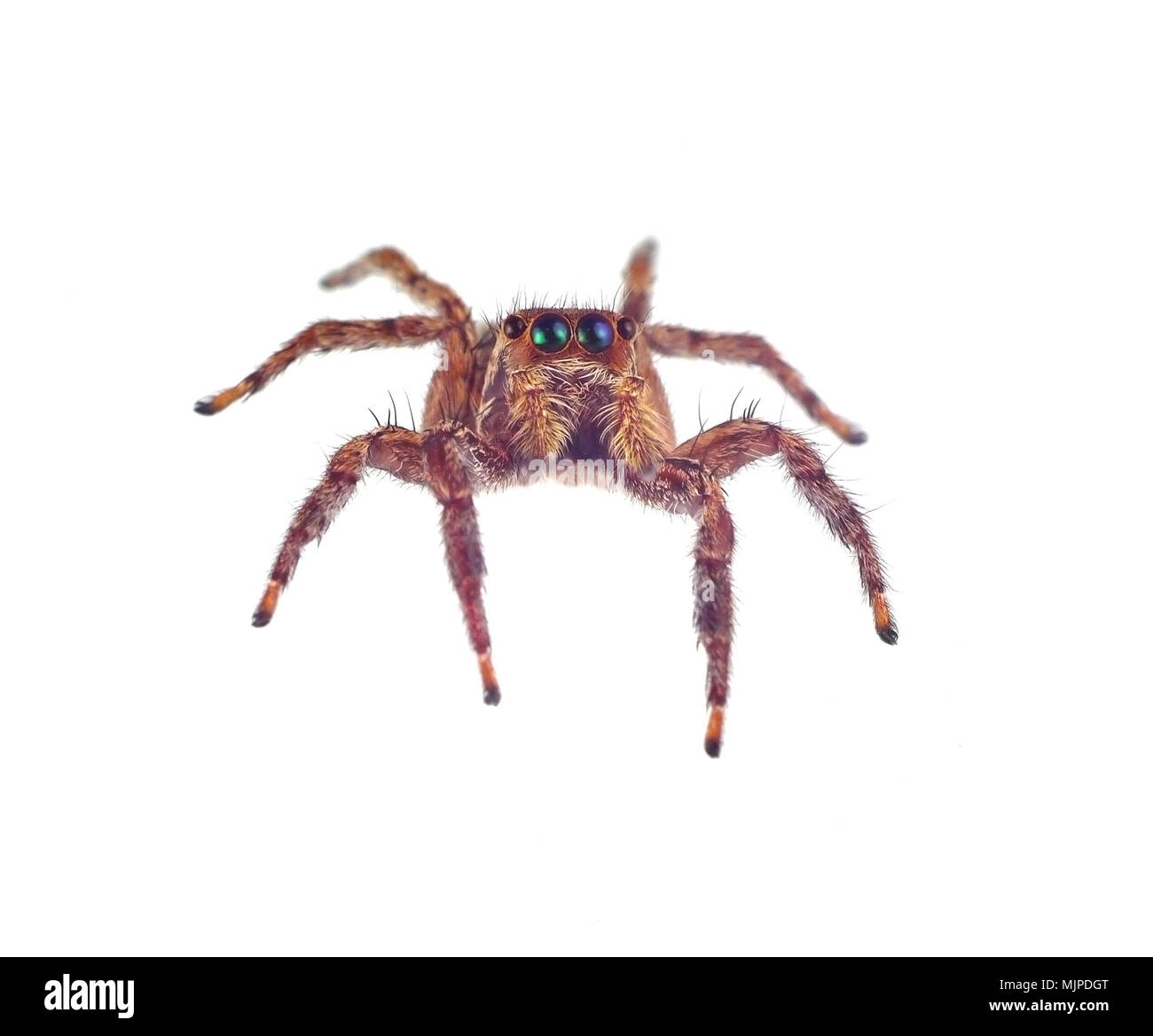Spider isolated on white background Stock Photo - Alamy