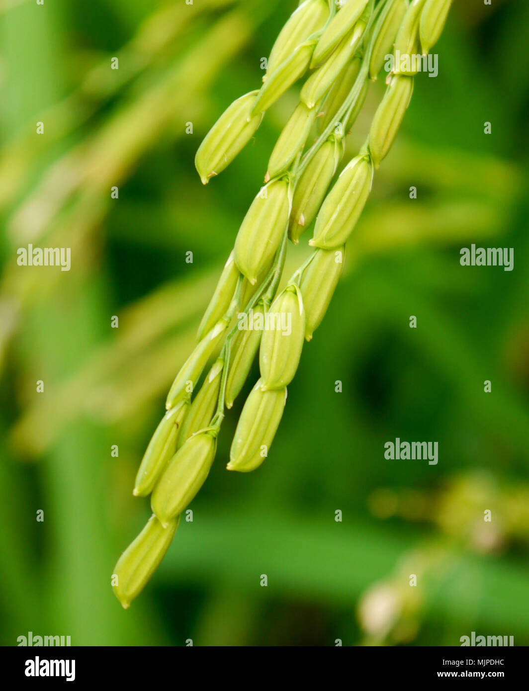 Rice and grains of rice Stock Photo - Alamy