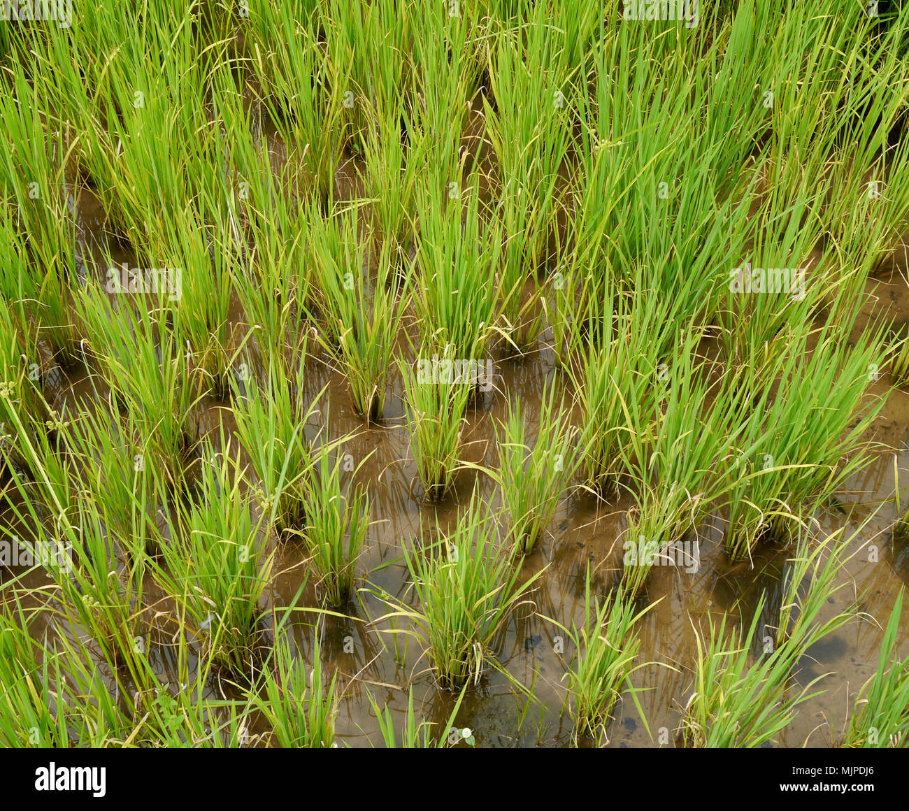 Rice and grains of rice Stock Photo - Alamy