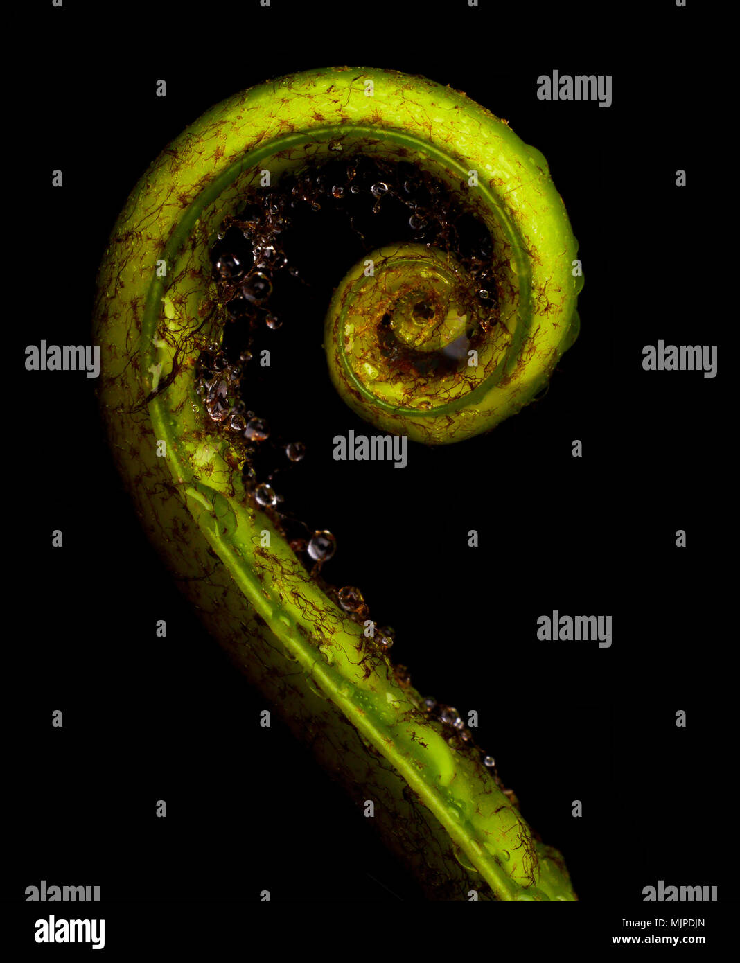 Coiled coil of fern Stock Photo - Alamy