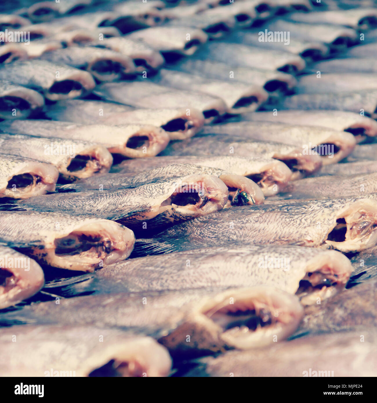 dried fish old vintage retro style Stock Photo - Alamy
