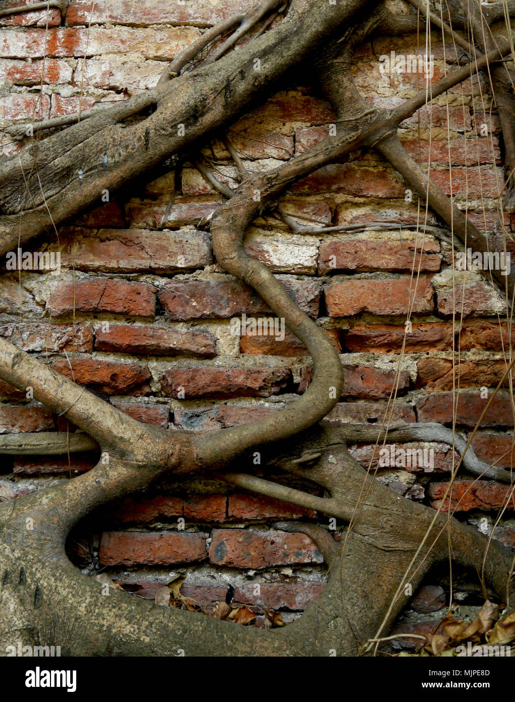 Old brick wall roots Stock Photo - Alamy