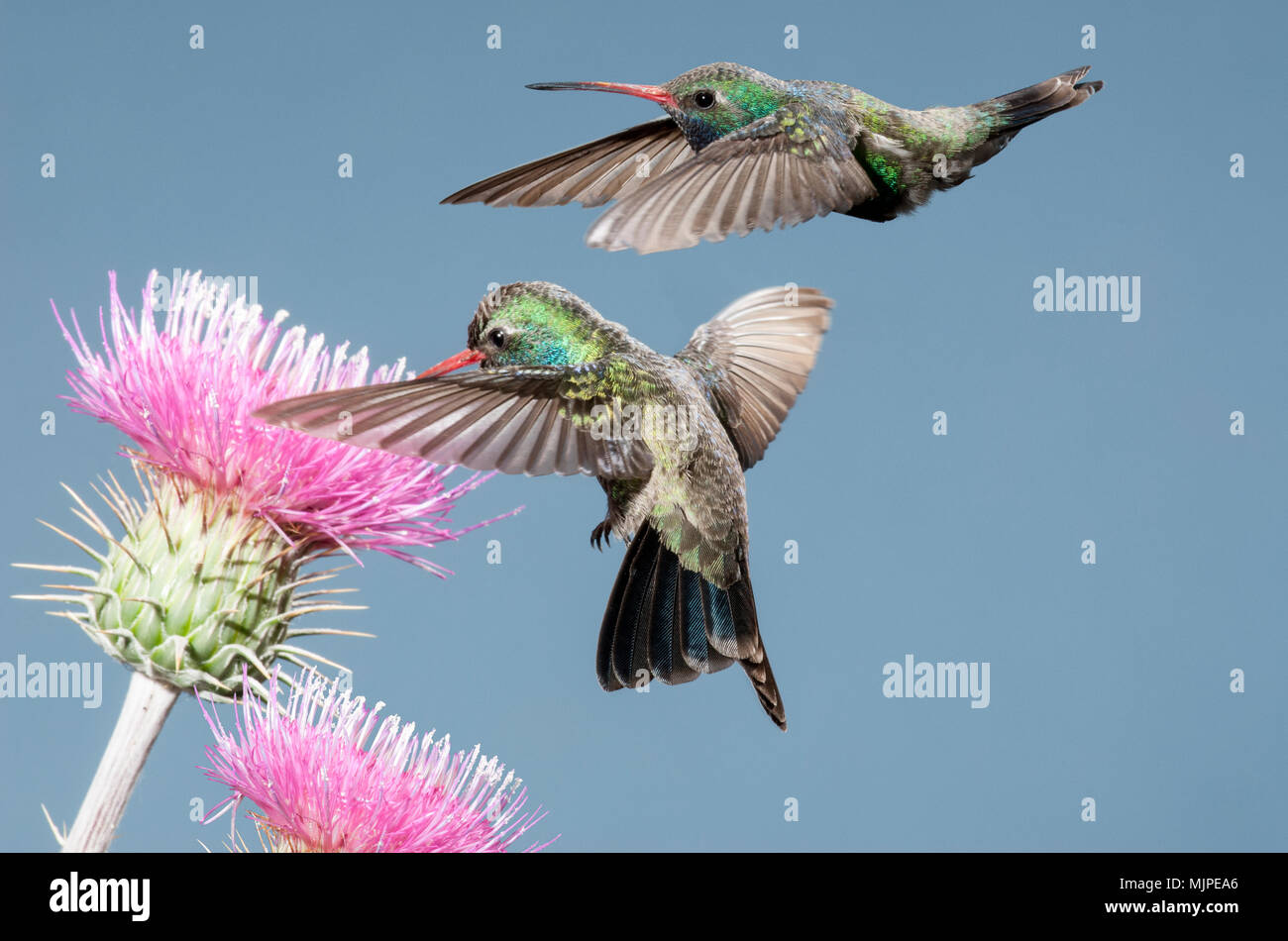 Broadbill hummingbird hi-res stock photography and images - Alamy