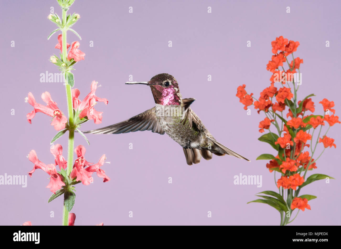 Hummingbirds; Anna's Hummingbird; Madera Canyon, Arizona, USA Stock ...