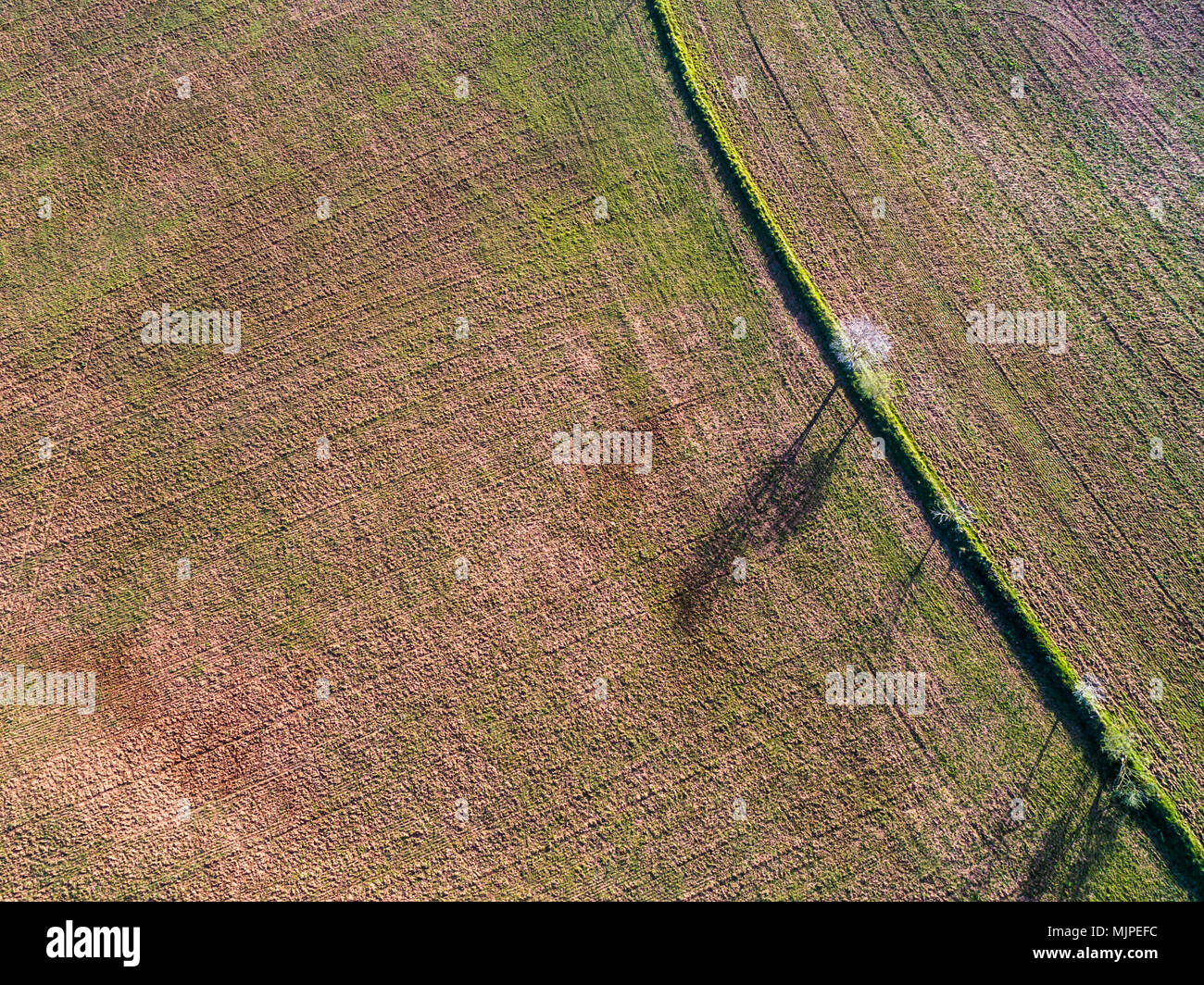 Aerial view of an oak tree in a field of hi-res stock photography and ...