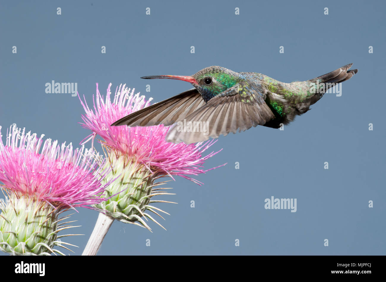 Broadbill hummingbird hi-res stock photography and images - Alamy