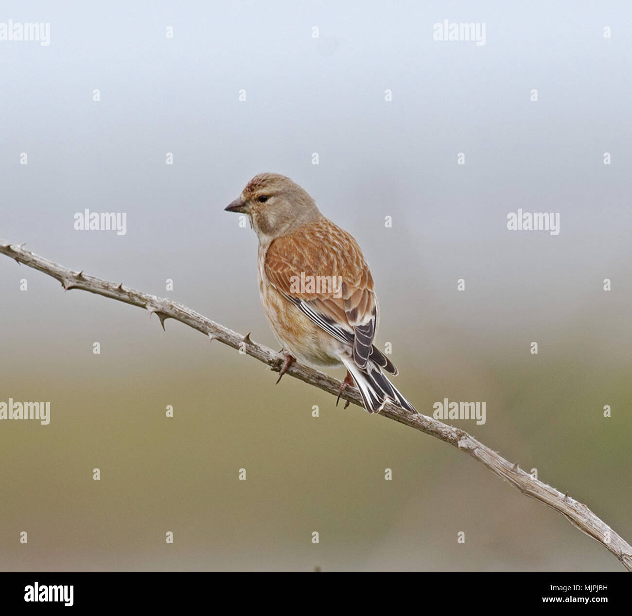 Wings linnet hi-res stock photography and images - Alamy