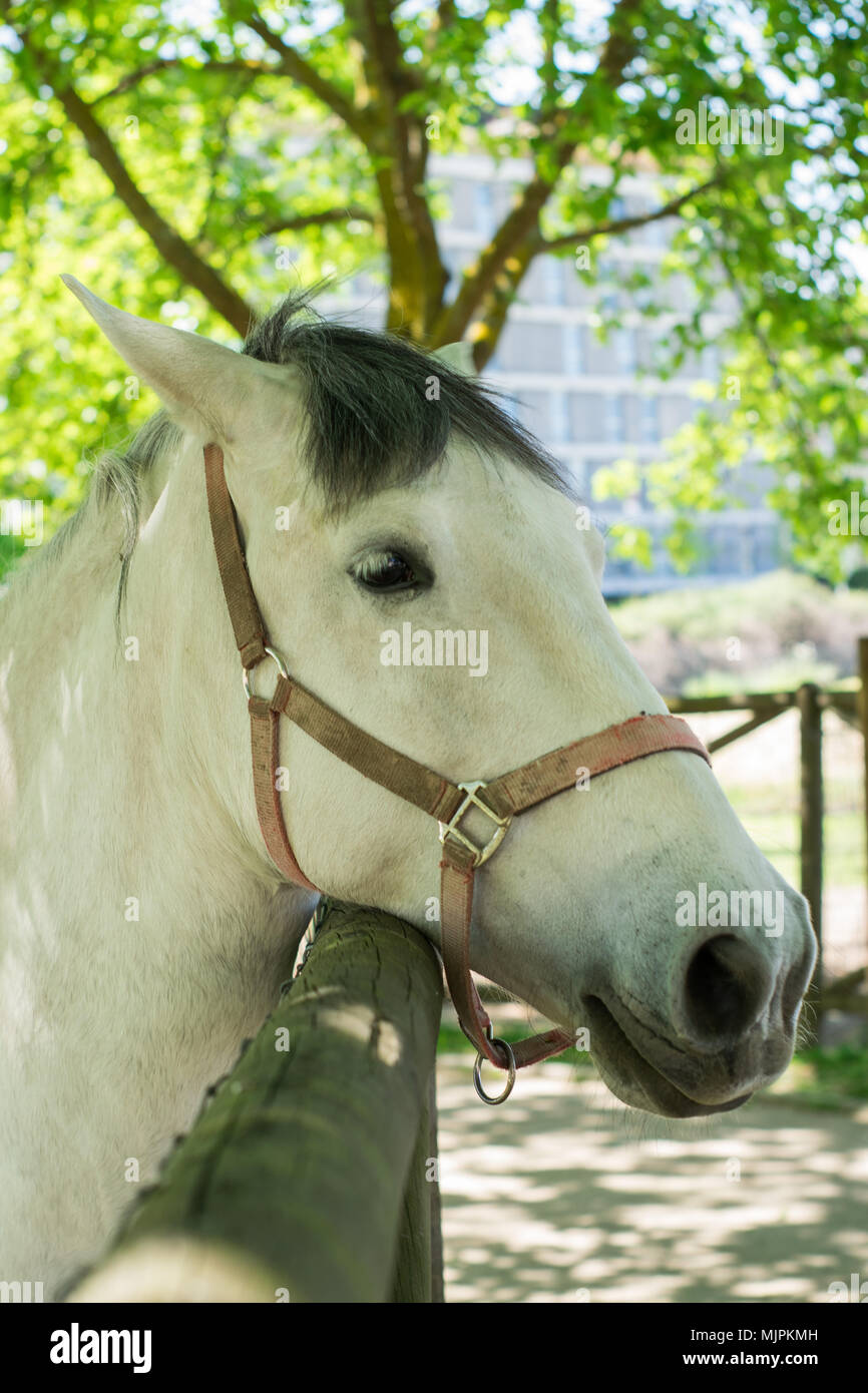Portuguese wild animals hi-res stock photography and images - Alamy