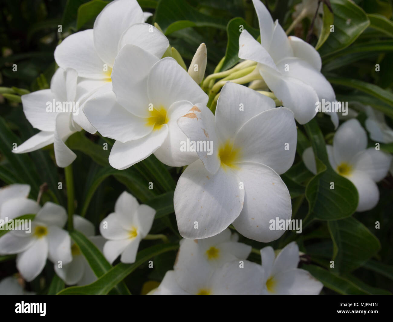 White Tropical Flowers On Lifou Island Stock Photo - Alamy