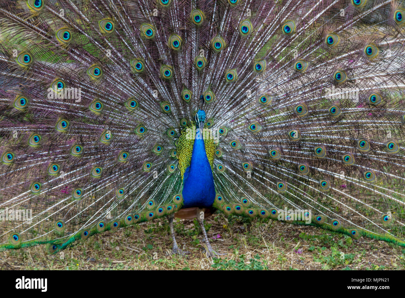 Peacock with open tail in garden in The Greek Orthodox Church of the ...