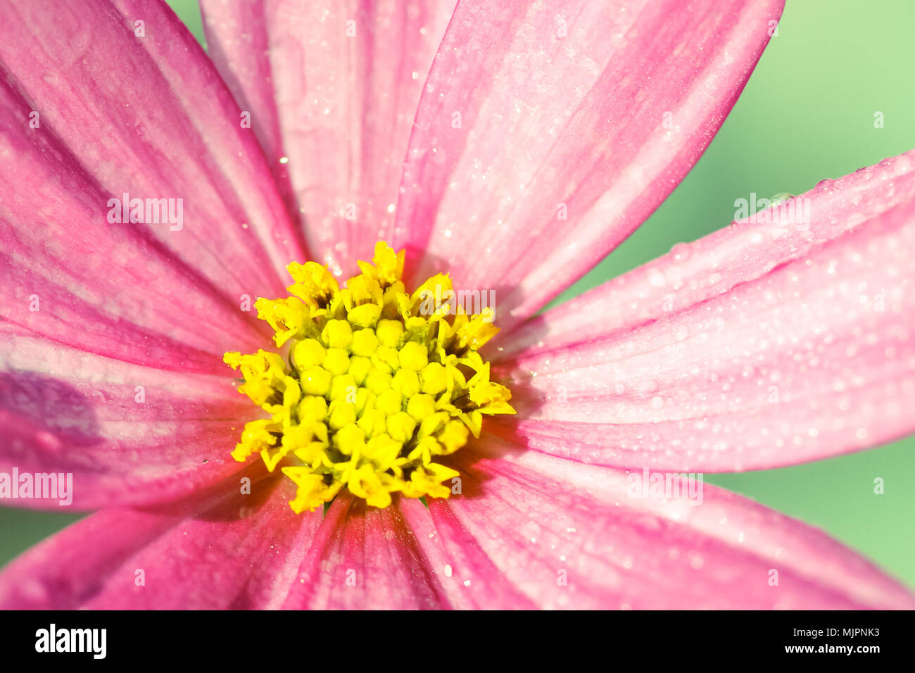 Pale and slightly desaturated light pink wild flower “Wild Cosmos ...