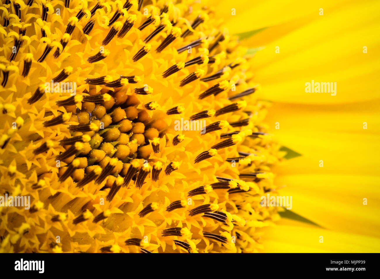 Sunflower close-up detailing the sunflower disk and the ray and tiny ...