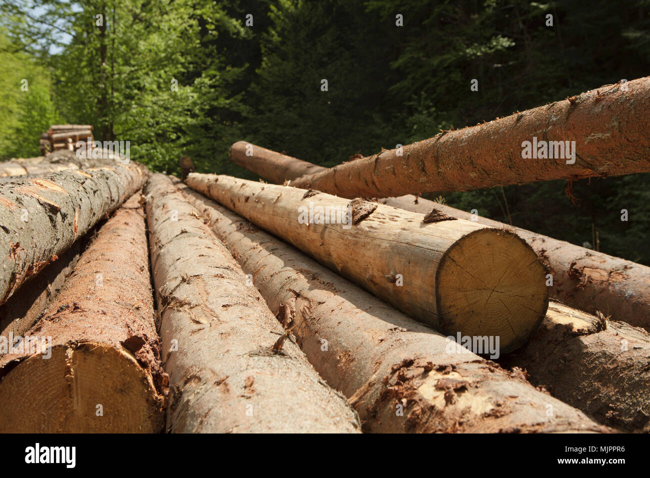 Cutted trees hi-res stock photography and images - Alamy
