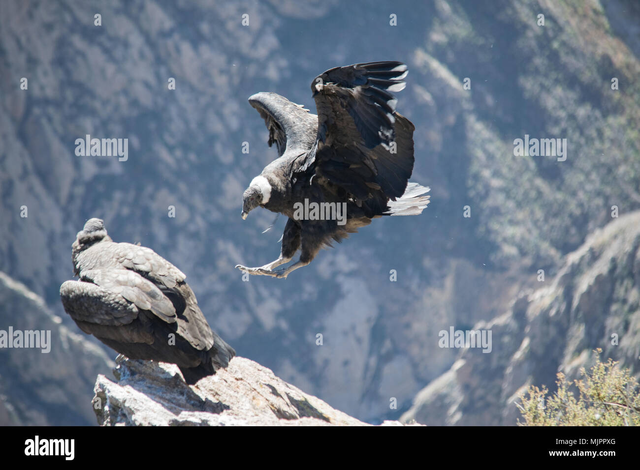 Condor peru hi-res stock photography and images - Alamy