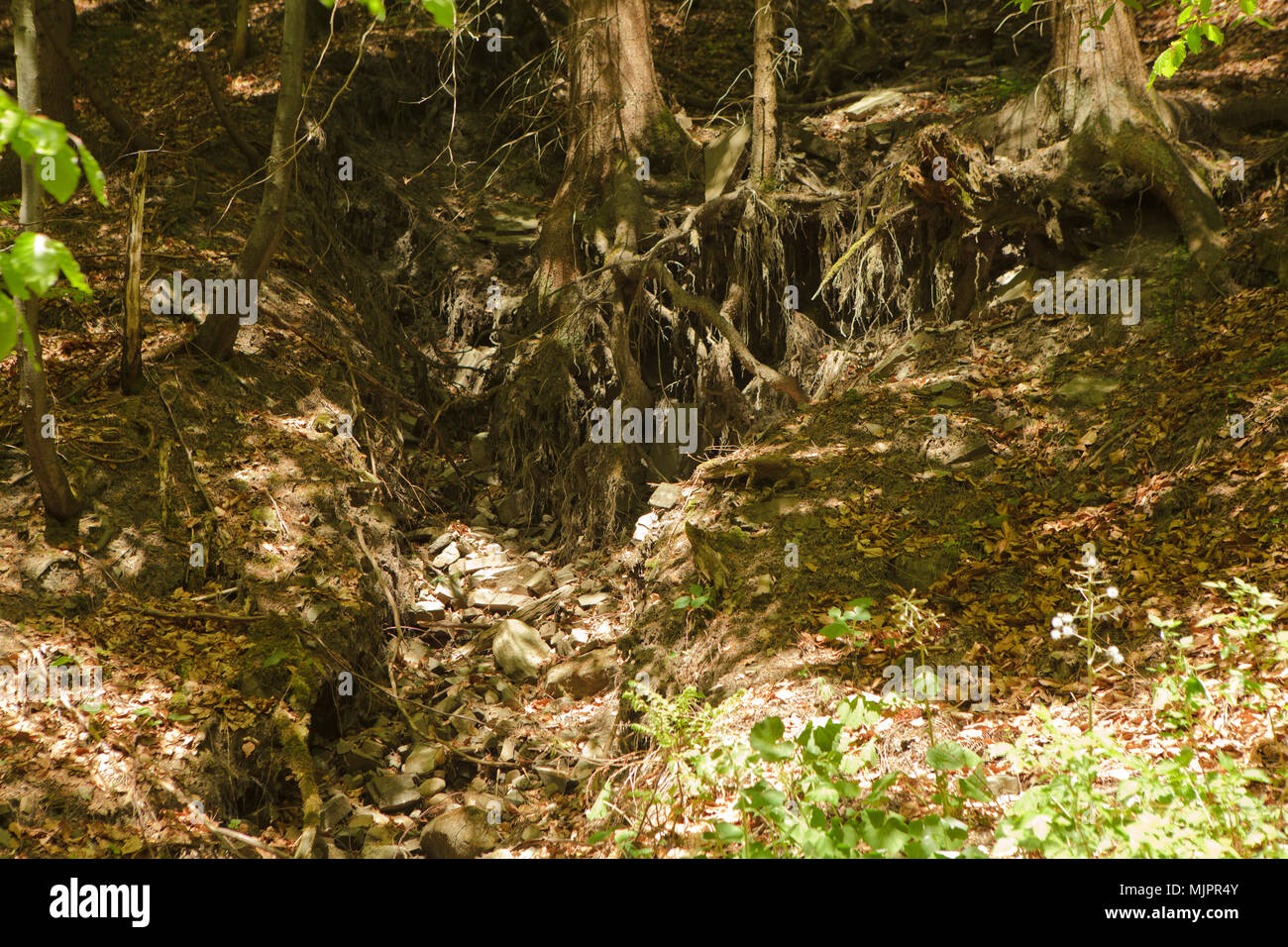 Dried tree roots hi-res stock photography and images - Alamy
