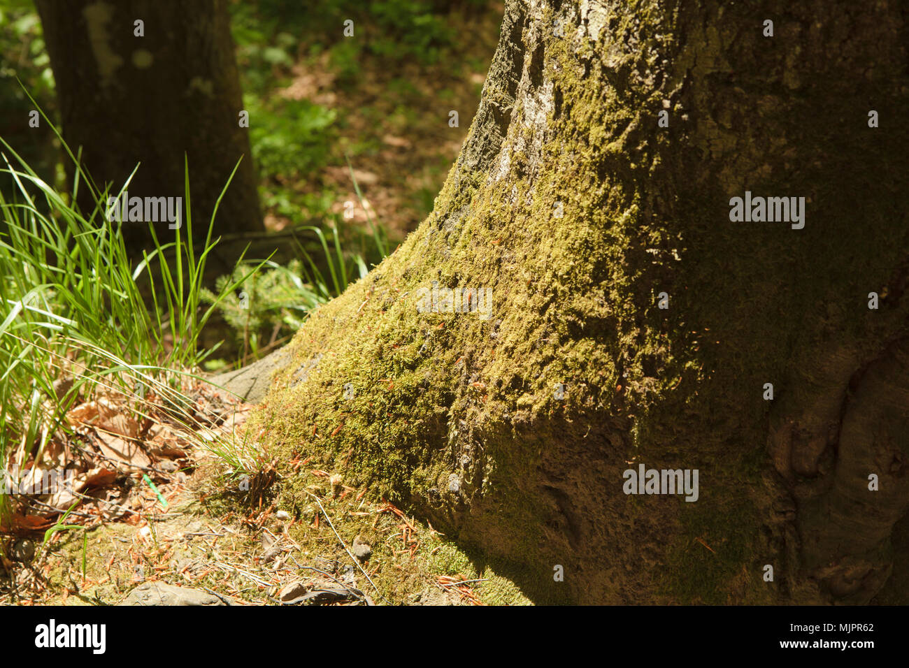 Strong moss hi-res stock photography and images - Alamy