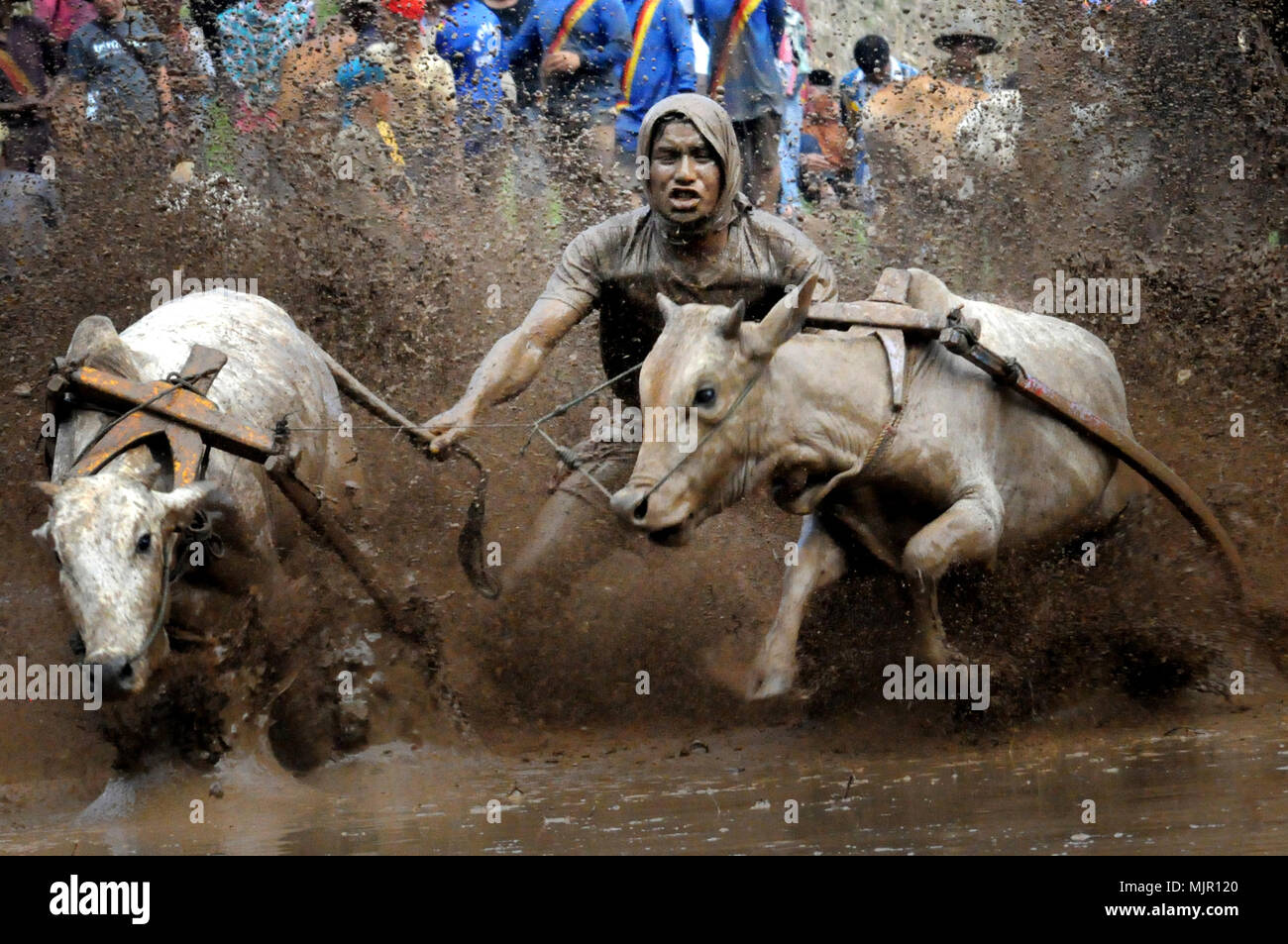 West Sumatera, Indonesia. 5th May, 2018. A jockey spurs cows during the ...